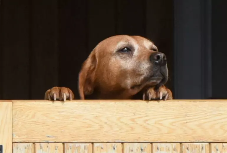 Learn, Stay and Relax Package - Path of Condie, Perthshire | Mordor Gundogs